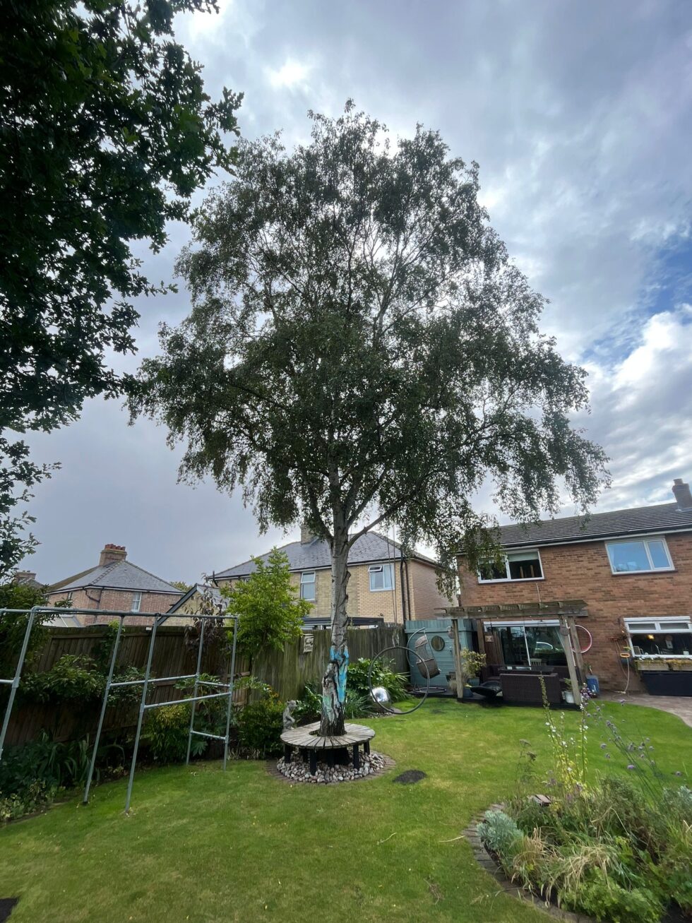 Tree Dismantling | Elmwood Tree Services